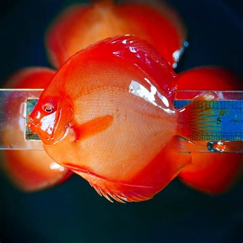 Image result for Red Melon Discus