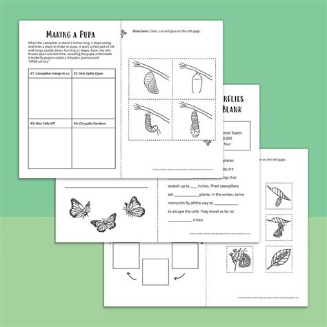 Butterfly Life Cycle Worksheet Preschool Our Butterfly Life Cycle ...