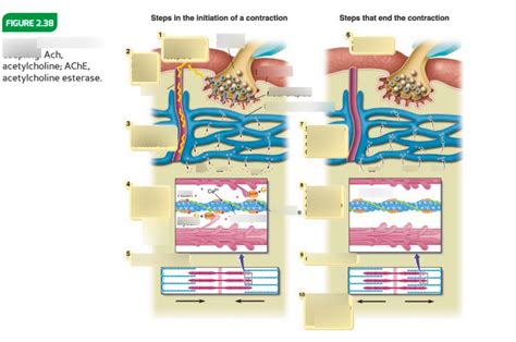 Image result for Excitation Coupling Contraction-Relaxation