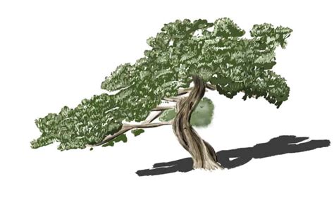 Image result for Tree Image TP Draw