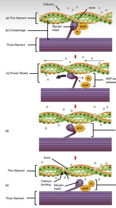 Image result for Muscle Contraction Cycle