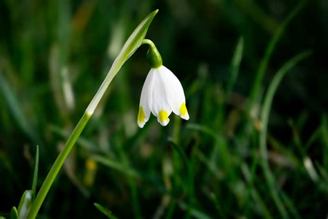 Image result for Snowdrop Pictures Free