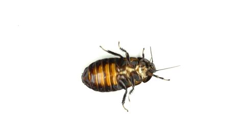 Image result for Cockroach On Its Back