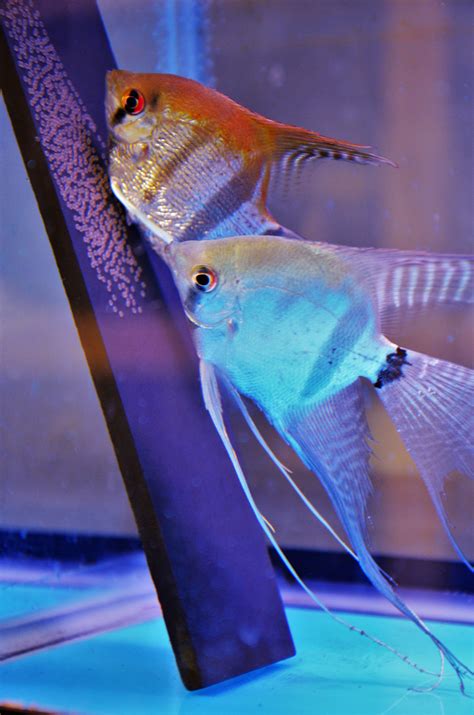 Image result for Discus vs Angelfish