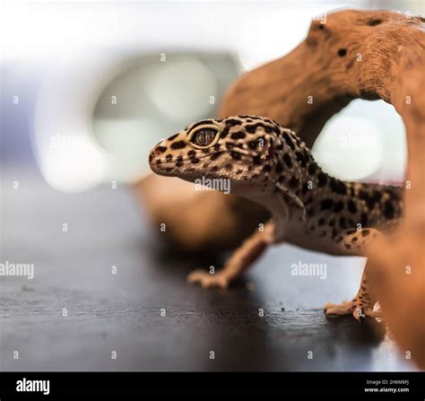 Image result for Leopard Gecko Lizard