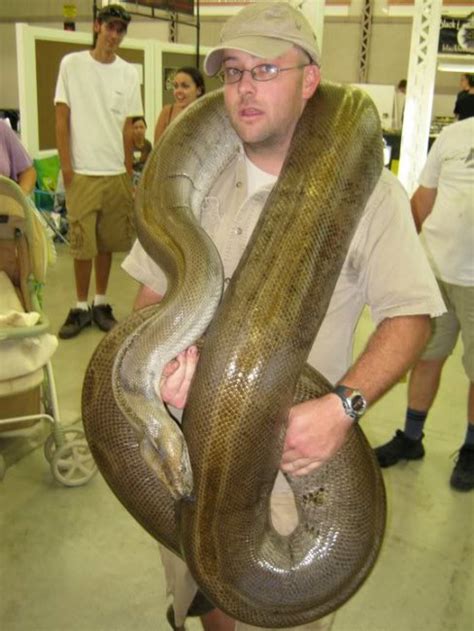 Image result for Albino Green Tree Python