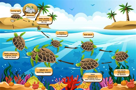 Image result for Turtle Life Cycle