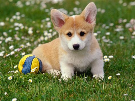 Image result for Pretty Dogs