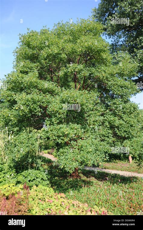 Image result for Gingerbread Maple Tree