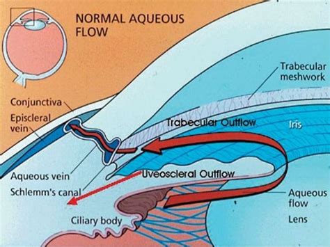 Image result for Aqueous Humor Flow