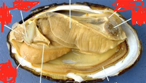 Clam Dissection Diagram | Quizlet