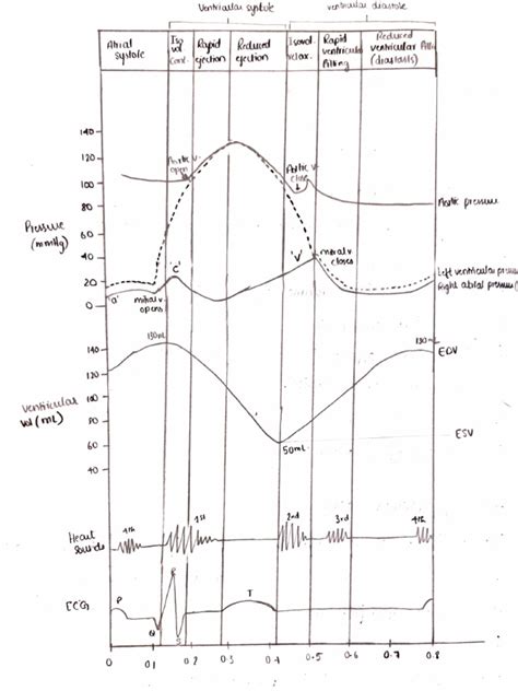 Image result for Cardiac Cycle Graph