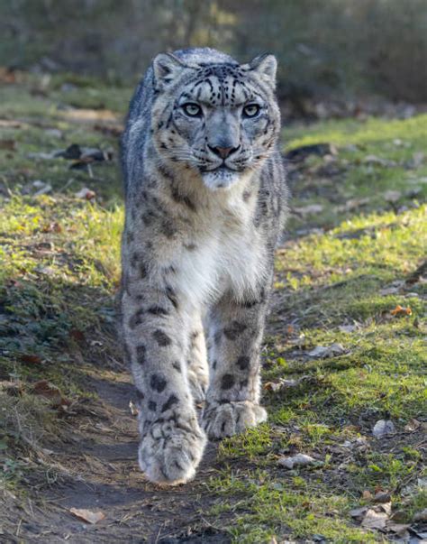 Image result for Snow Leopard Front View