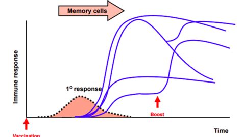 Vaccines and immunological memory Flashcards | Quizlet