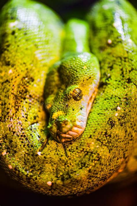 Image result for Docile Green Tree Python