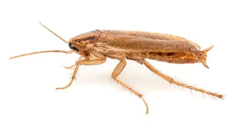 Image result for Little Cockroach