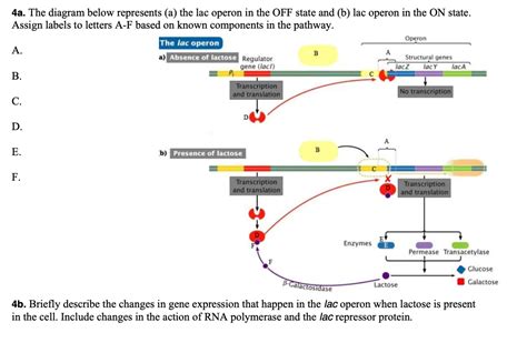 Image result for Operon Labeled