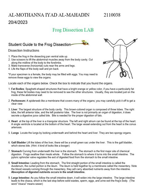 Frog Dissection | PDF | Small Intestine | Stomach