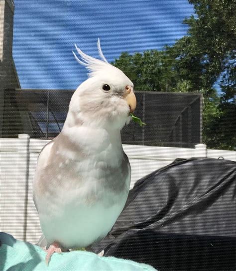 Image result for Cockatiel Behavior