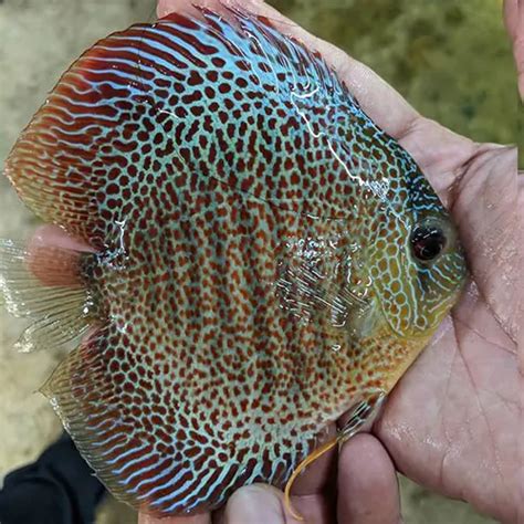 Image result for Natural Discus