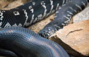 Image result for Rainbow Python Snake