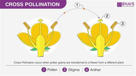 Image result for Types of Cross Pollination