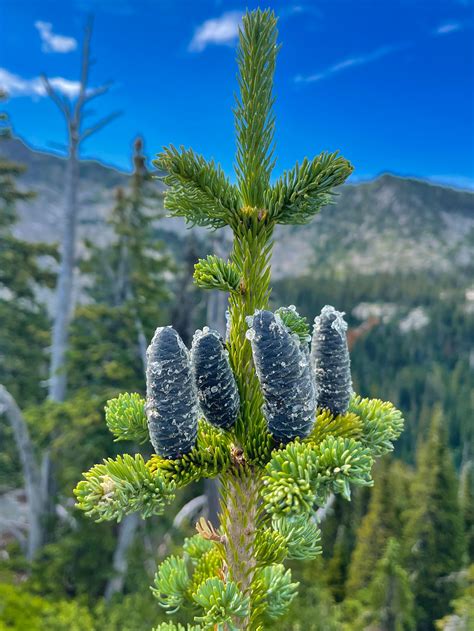 Image result for Subalpine Fir Tree