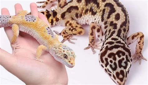 Leopard Gecko Morphs Guide Pdf Download Free - Infoupdate.org