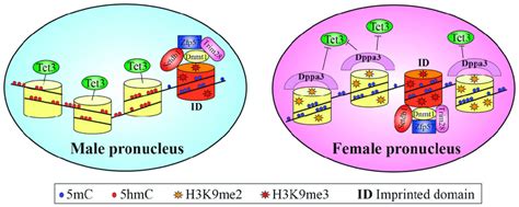 Image result for Female Reprogramming