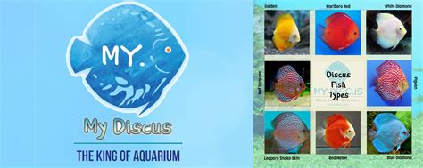 Image result for Types of Discus