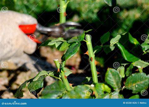 Image result for Pruning Shrub Roses in Spring