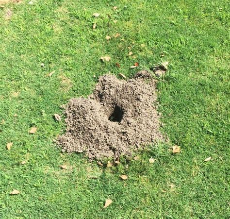 Image result for Gopher Removal Methods