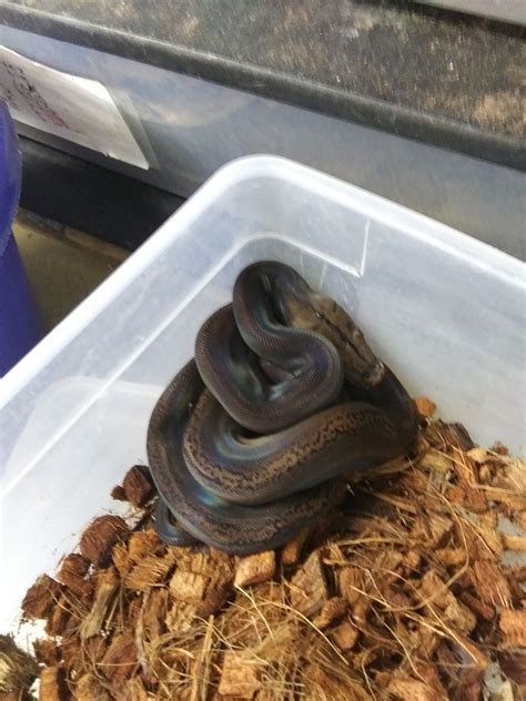 Image result for Golden Child Reticulated Python