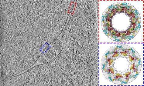 Image result for Model of Nuclear Pore Complex