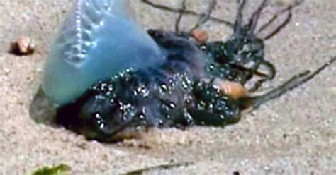 Image result for Venomous Sea Shell