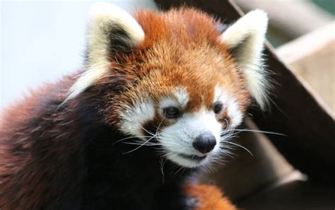 Image result for Red Panda Call