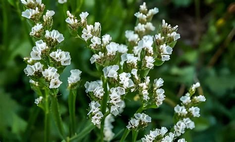 Image result for Status Flower