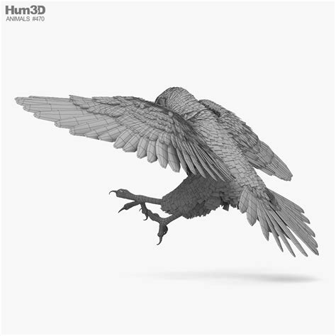 Image result for Hawk Attacking
