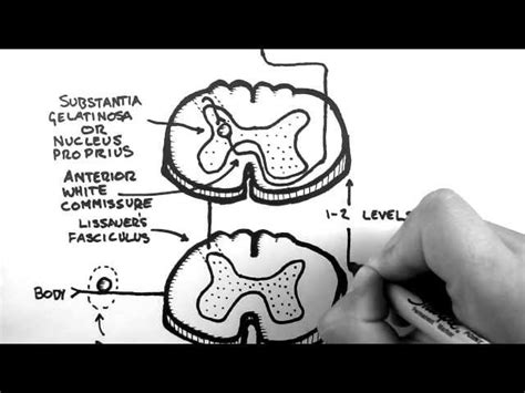 Image result for Spinothalamic Pathway Content