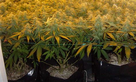 Image result for LED Scrog