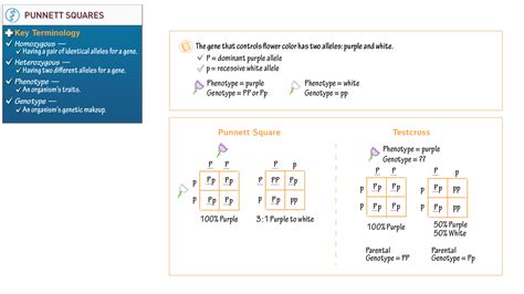 Image result for Punnett Square Tutorial