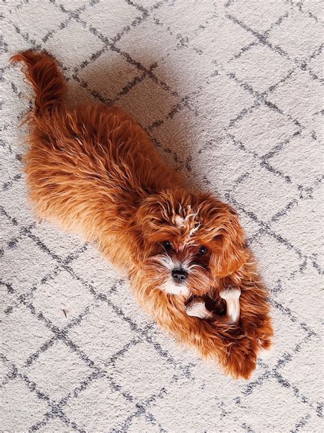 Image result for Cavapoo Pup