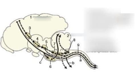 Image result for Extrapyramidal Types