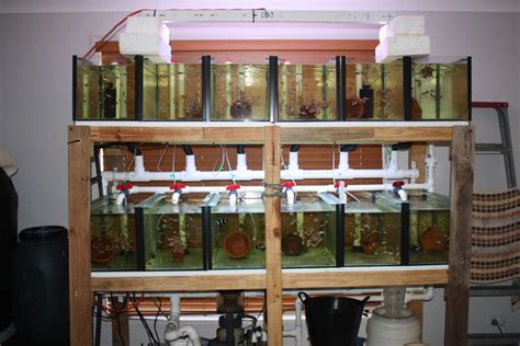 Image result for Breeding Fish Tank