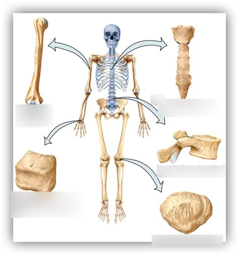 Image result for Two Types of Bone