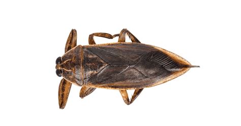 Image result for Cockroach Look Alike