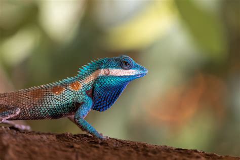 Image result for Different Color Lizards