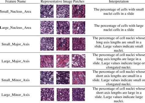 Image result for Morphological Characteristics Examples