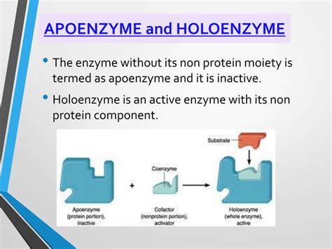 Image result for Exercise 1 Enzyme Specificity