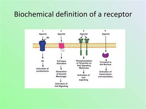 Image result for Nuclear Envelope Function Animation